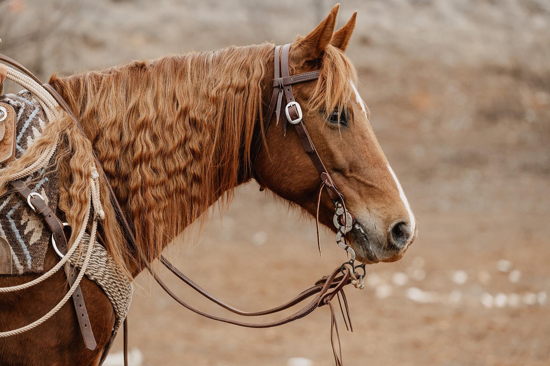 Weaver Equine and Stran Smith Partner on STS Ranch Signature Tack ...